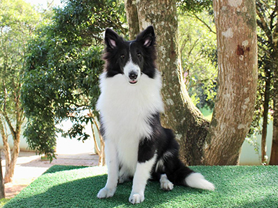 Pastor Shetland | Encrenquinha's Pet